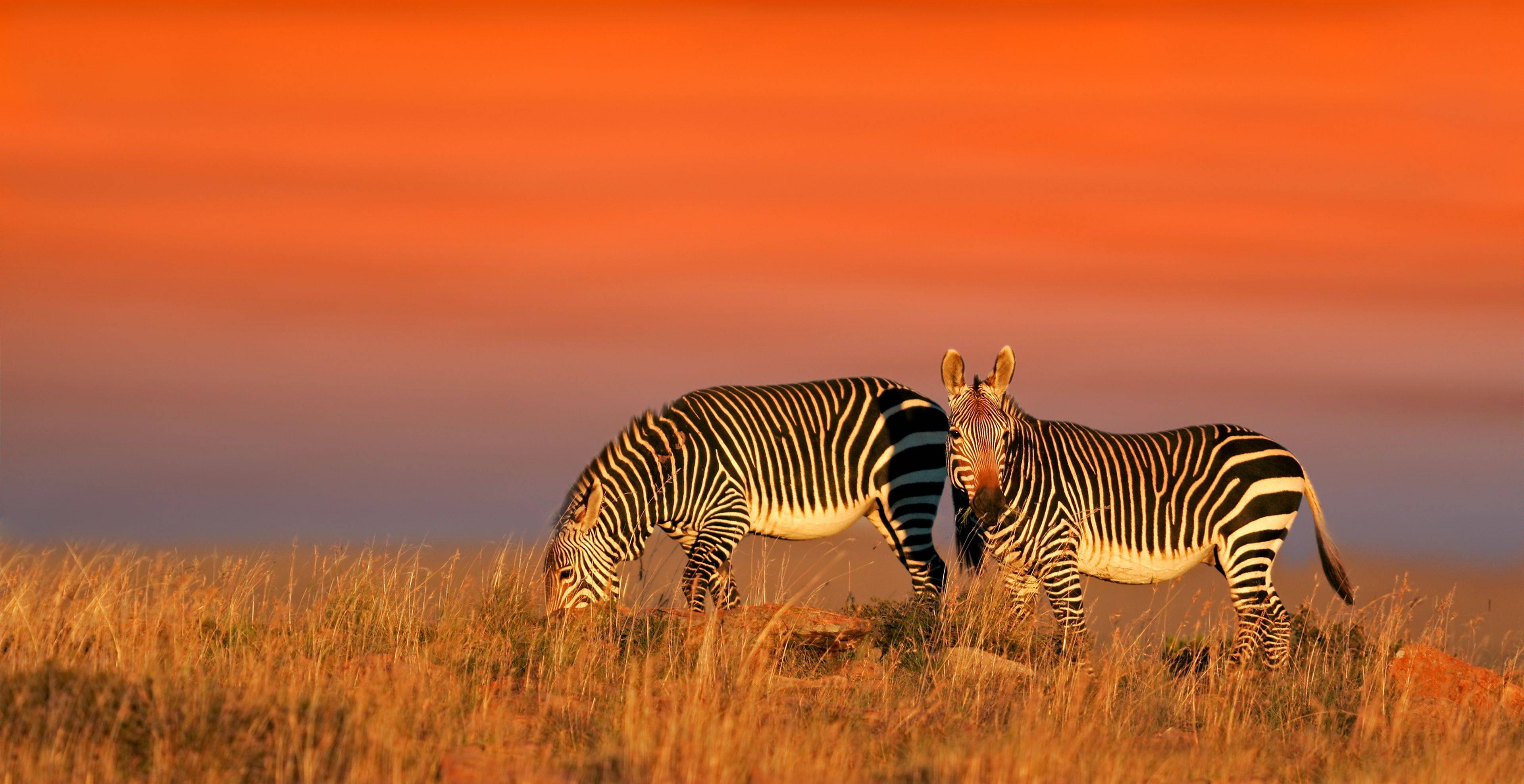 The Wildlife Travel Experts - Naturetrek