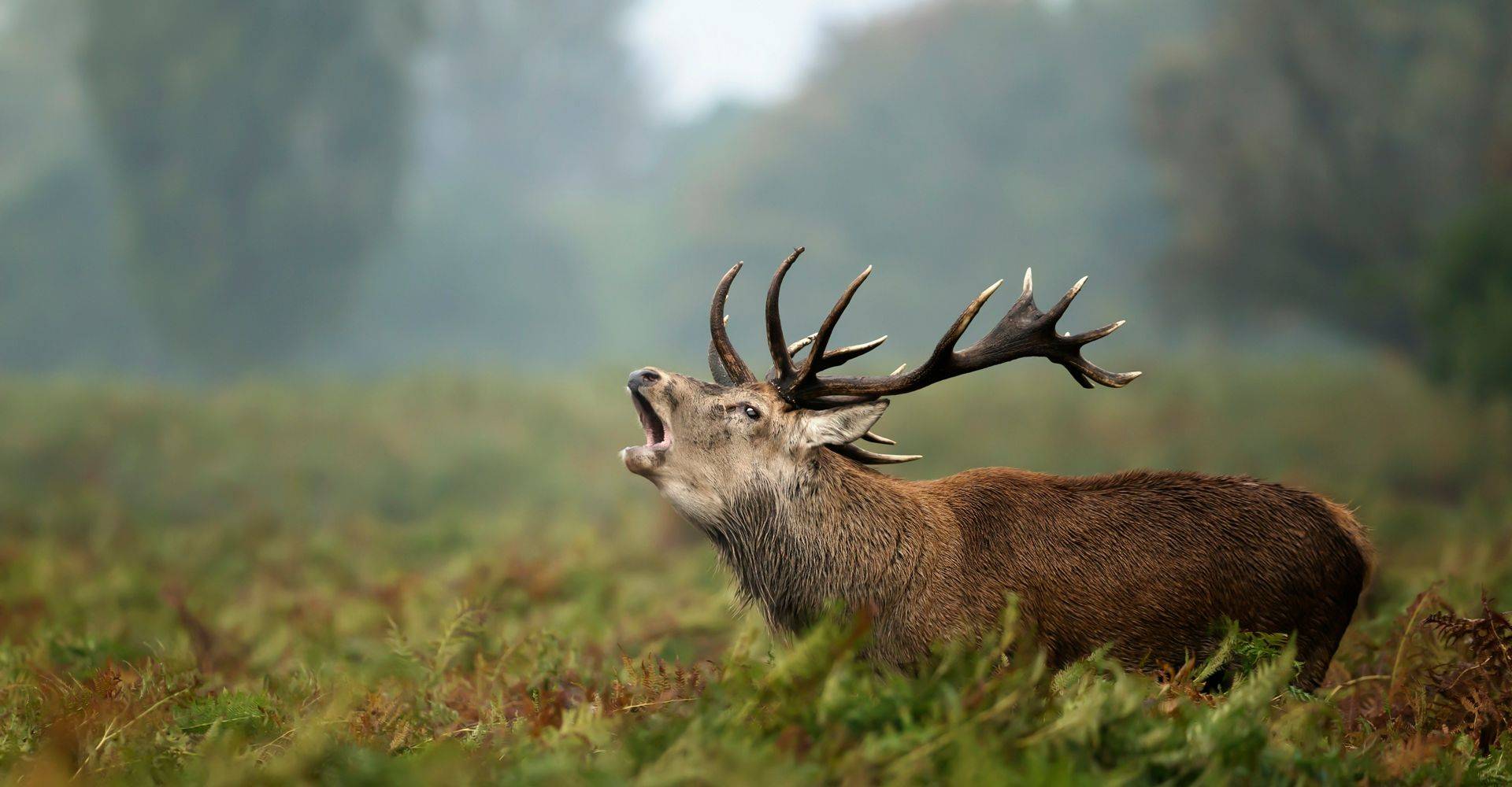 The Wildlife Travel Experts - Naturetrek
