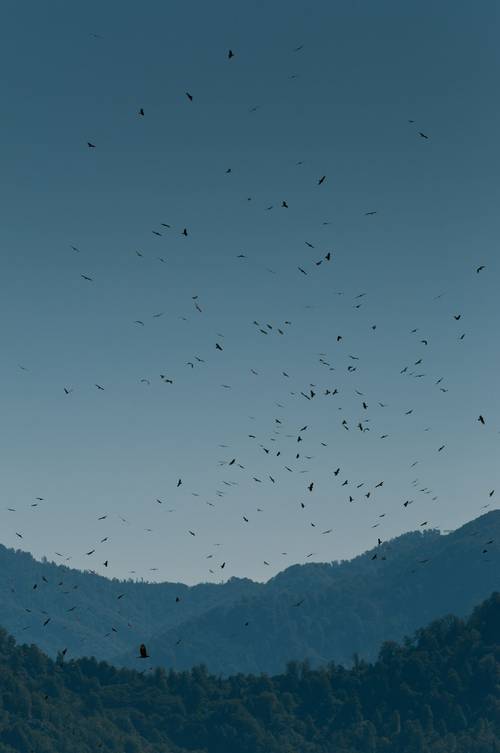 Georgia's Raptor Spectacular - Naturetrek