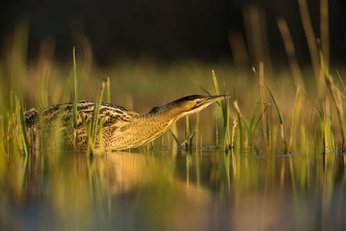 4 Night Guided Birdwatching in Western Yorkshire Dales - HF Holidays